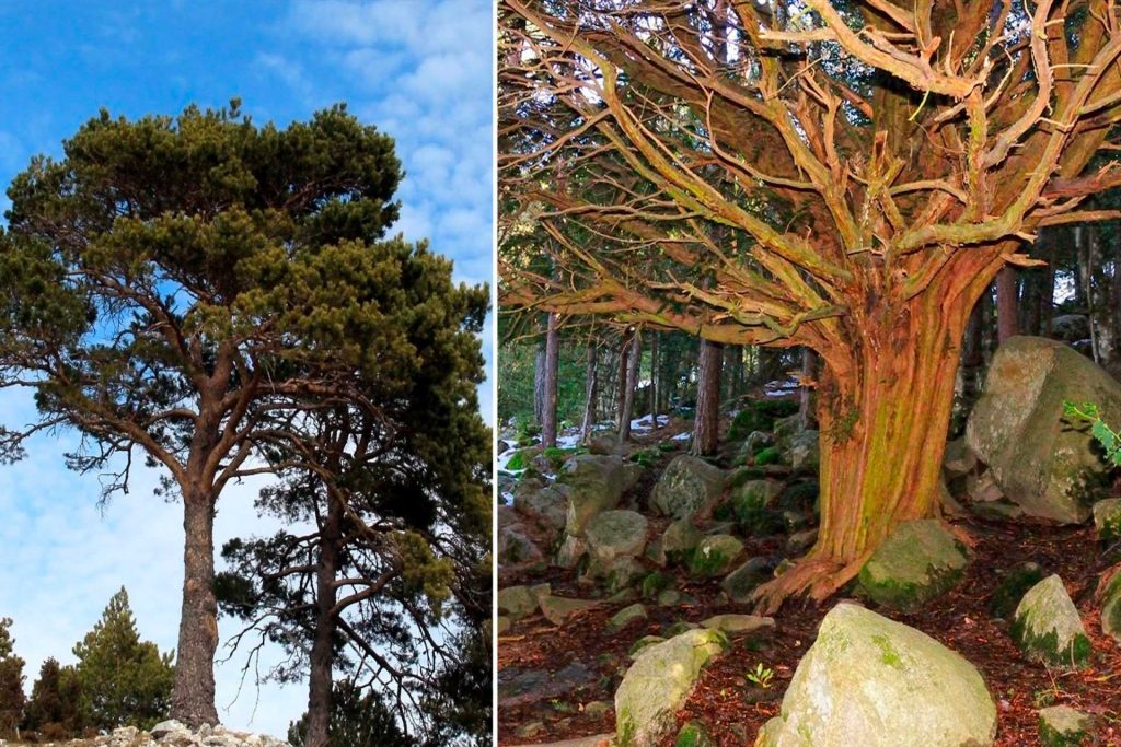Singular trees of the Sierra de Guadarrama National Park: a journey ...